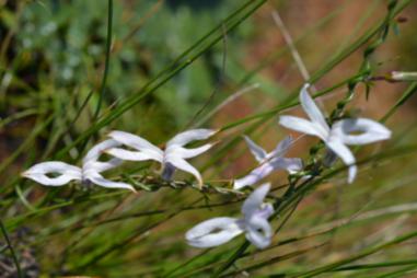 Biodiversity Management
